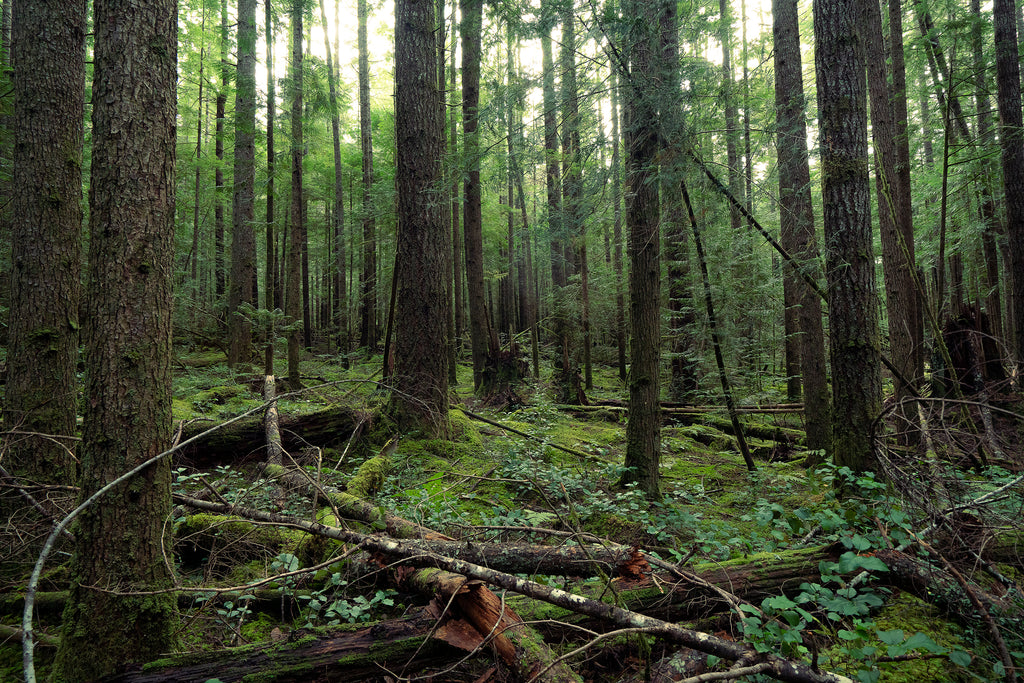 Brad Necyk | Arts and Heritage Foundation St. Albert