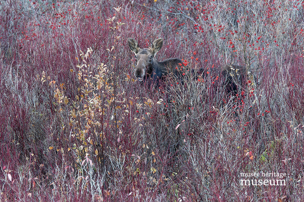 A Happy Moose | Arts and Heritage Foundation St Albert