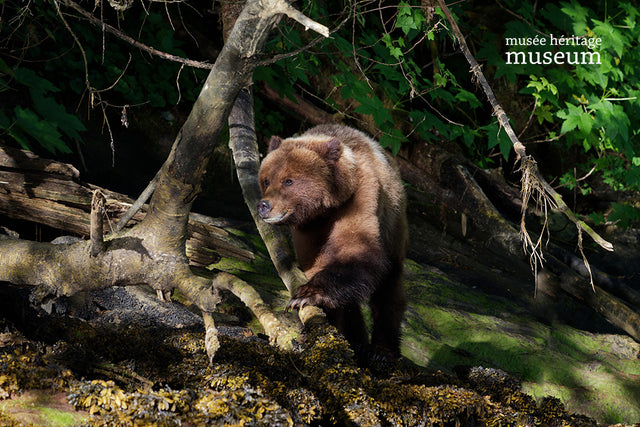 Obstacle Course | Arts and Heritage Foundation St. Albert