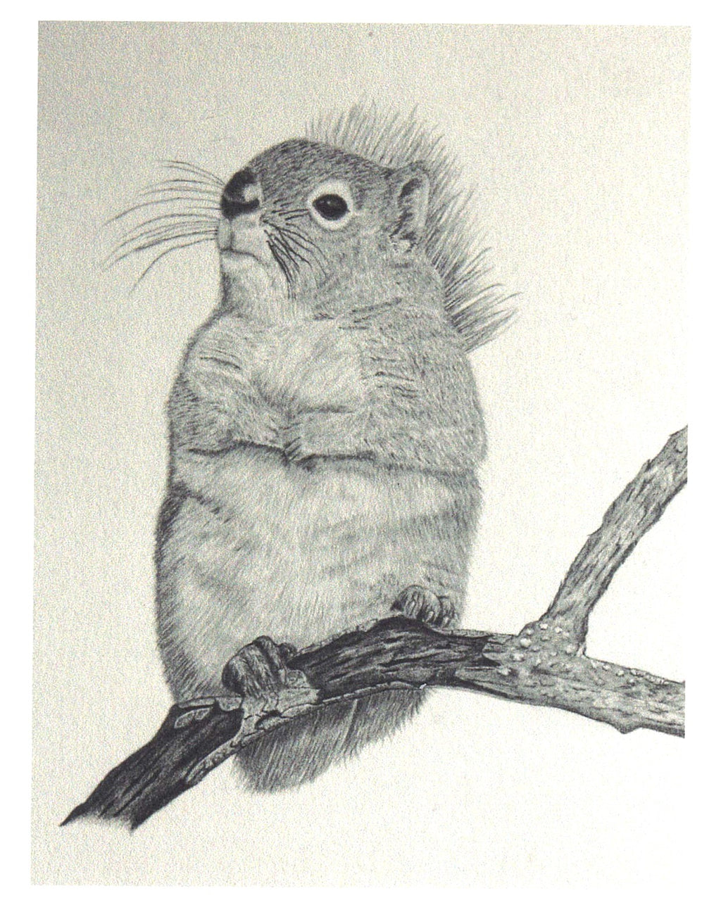 Animals in Graphite Art Cards by Gerald Delorme | Arts and Heritage ...