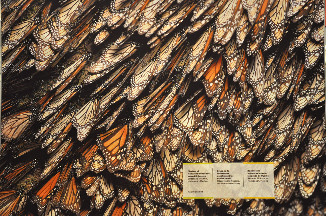 On the Trail of the Monarch Butterfly | Arts and Heritage Foundation St ...