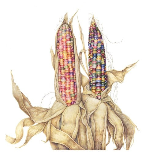 Botanical Series Art Prints by Crystal Driedger | Arts and Heritage ...